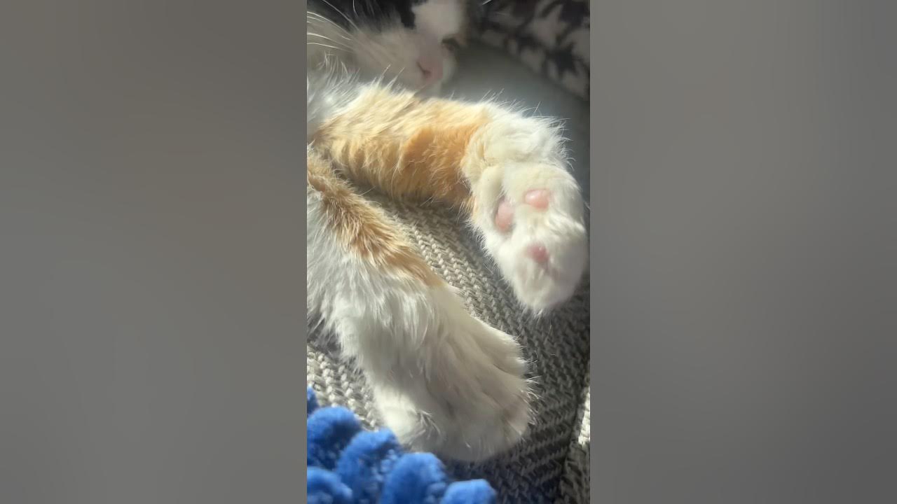 Mrrps and toe beans 💕 #mochithecalico #cat - YouTube