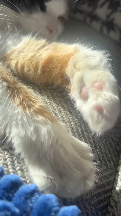 Mrrps and toe beans 💕 #mochithecalico #cat - YouTube