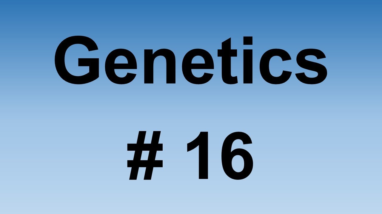 Genetics 16 - YouTube