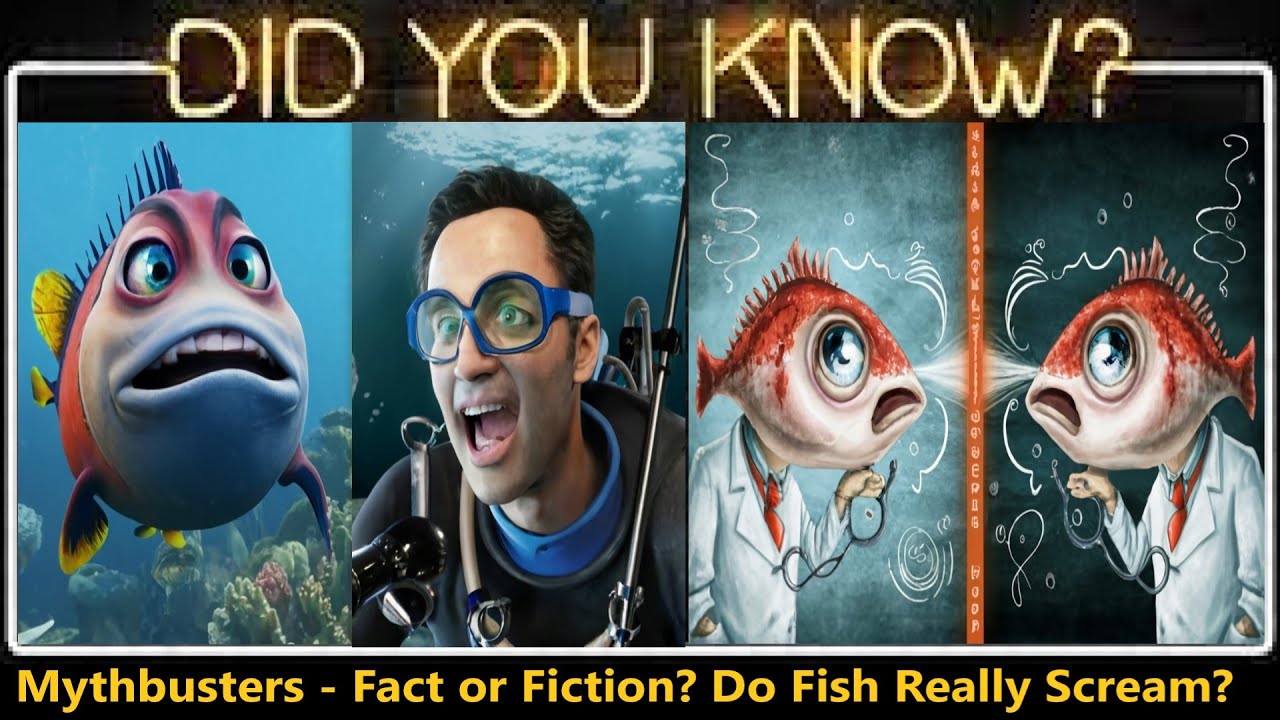 Mythbusters - Fact or Fiction? Today We Tackle... Do Fish Really Scream ...