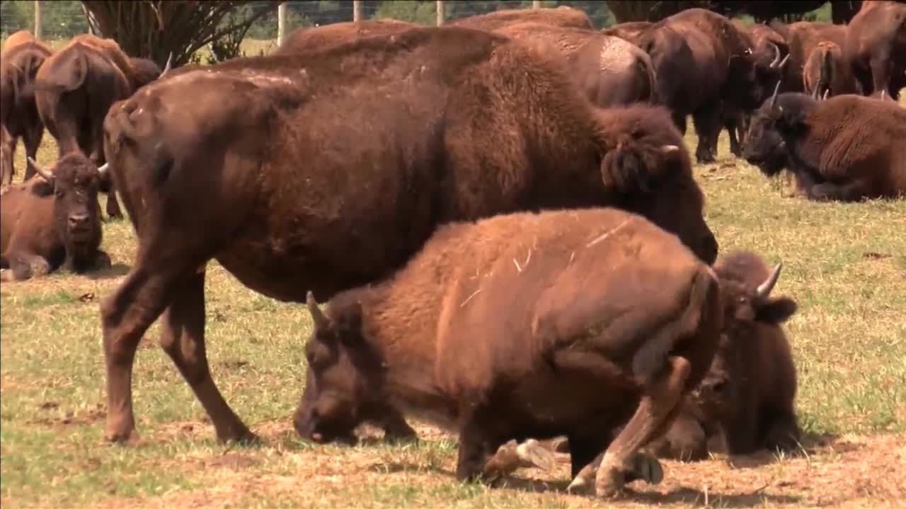 Life’s Better Here in Steuben County - Wild Winds Buffalo Preserve ...