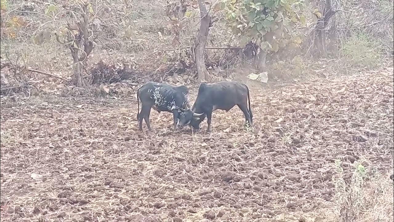 Bail ki khatarnak ladai#ARMO750 - YouTube