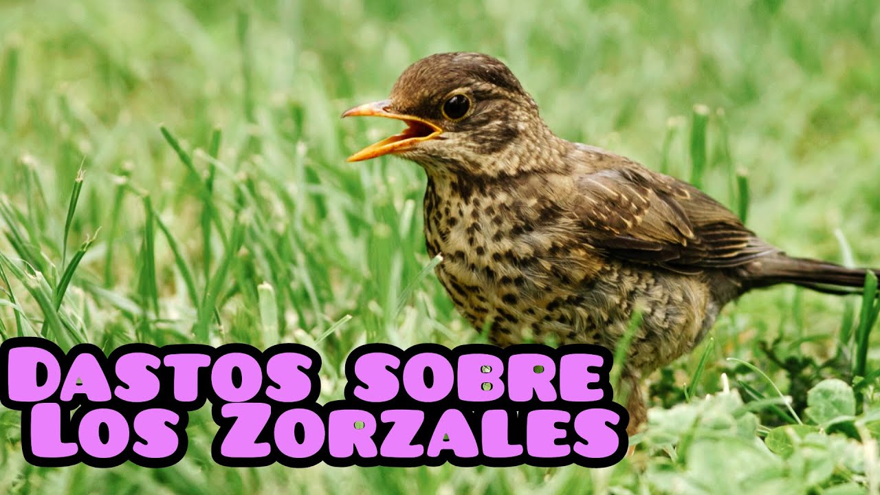 Datos interesantes sobre el Zorzal - YouTube