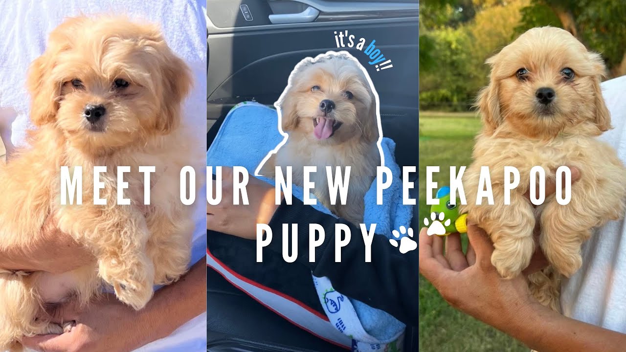 WE GOT A NEW PUPPY🐶!! bringing home our peekapoo puppy| Vlogmas 2022 ...