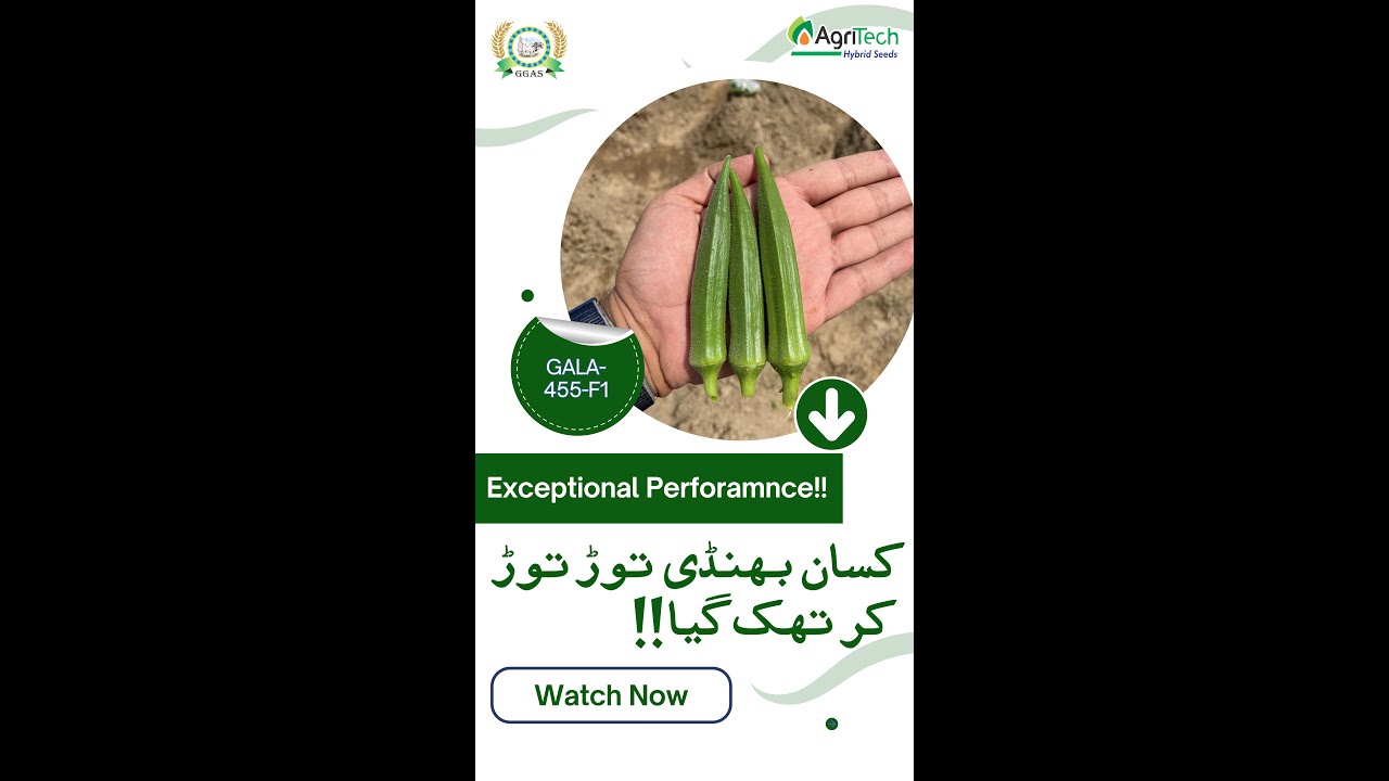 Discover the Power of GALA 455-F1: The Ultimate Hybrid Okra for ...