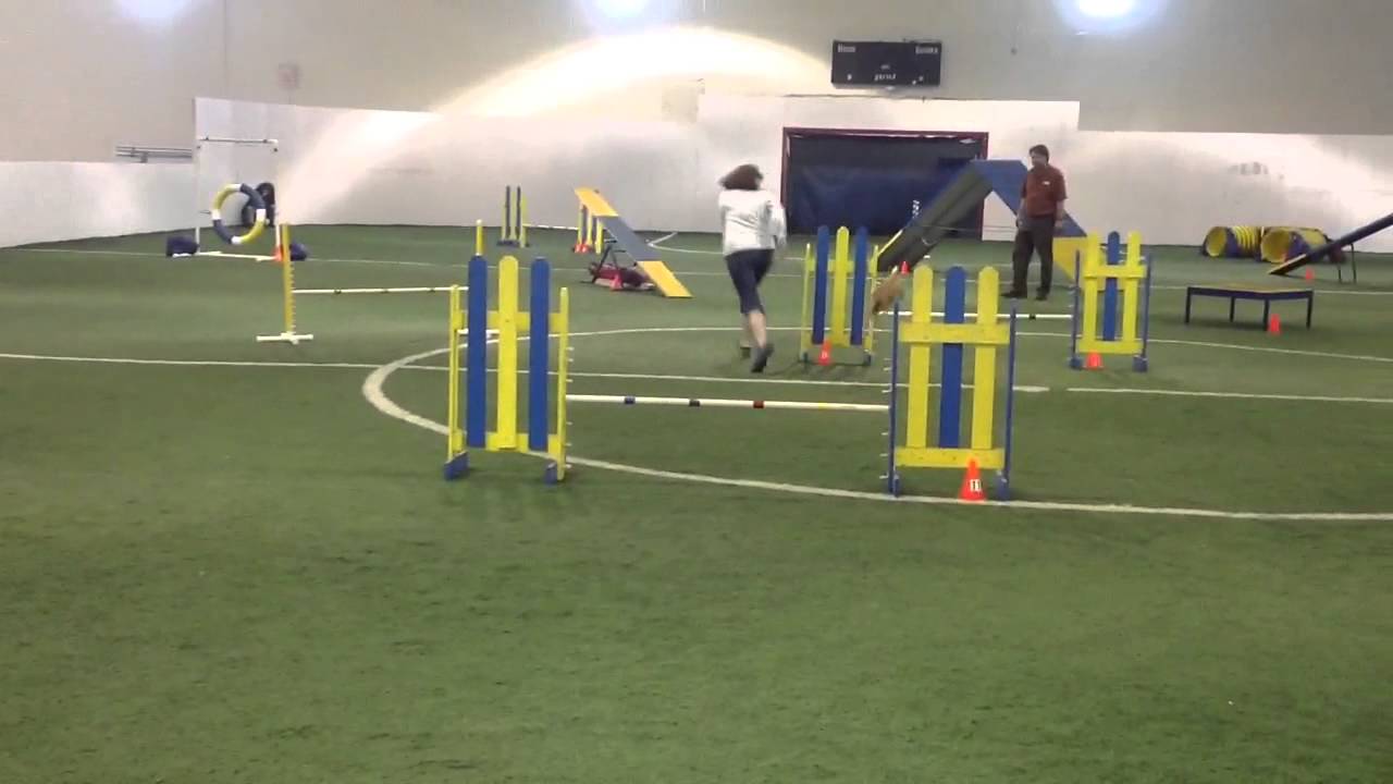 Italian Greyhound Agility - YouTube