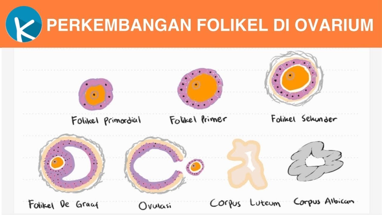 Fisiologi Siklus Menstruasi (2/5) - Perkembangan Folikel (Primordial ...