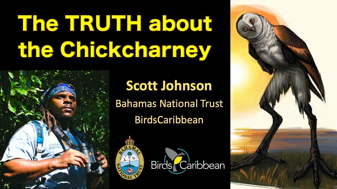 The Truth About the Chickcharney - YouTube