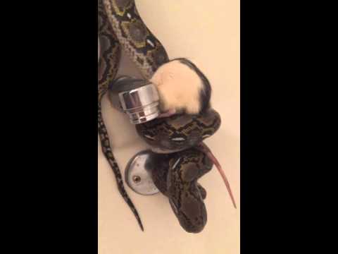 Reticulated Python attacks huge rat-feeding video-CAUTION GRAPHIC - YouTube
