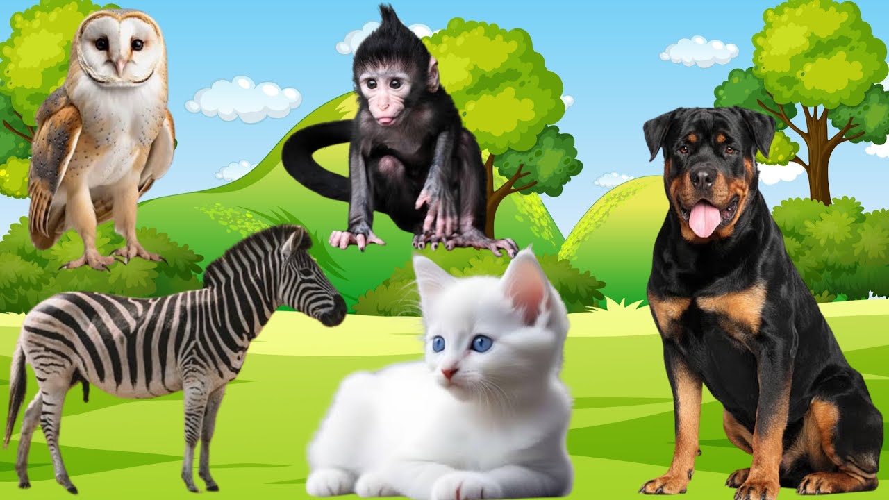 Birds and cute animals parrots cat dog owl monkey and all sound ...