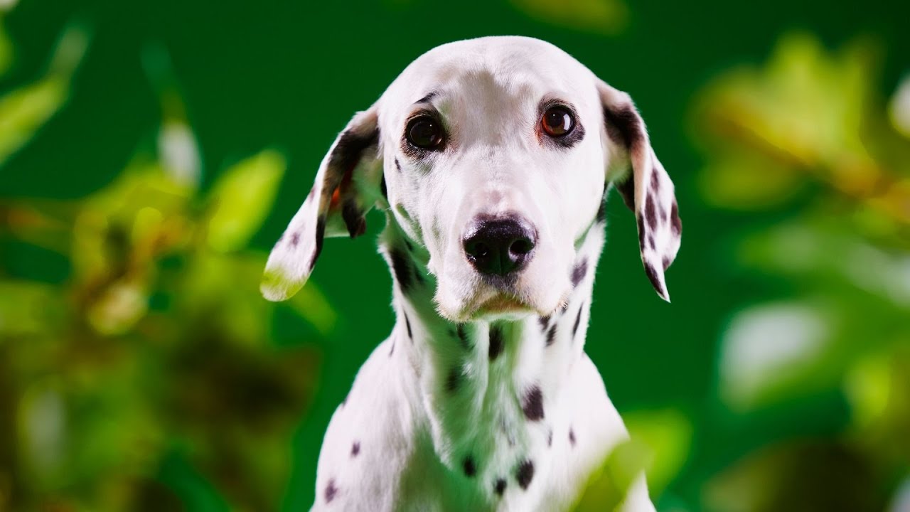 Exploring the Hunting History of the Dalmatian - YouTube