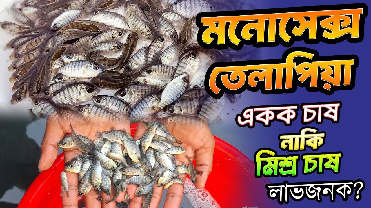 মনোসেক্স তেলাপিয়া একক চাষ নাকি মিশ্র চাষ লাভজনক? Monosex tilapia mach ...