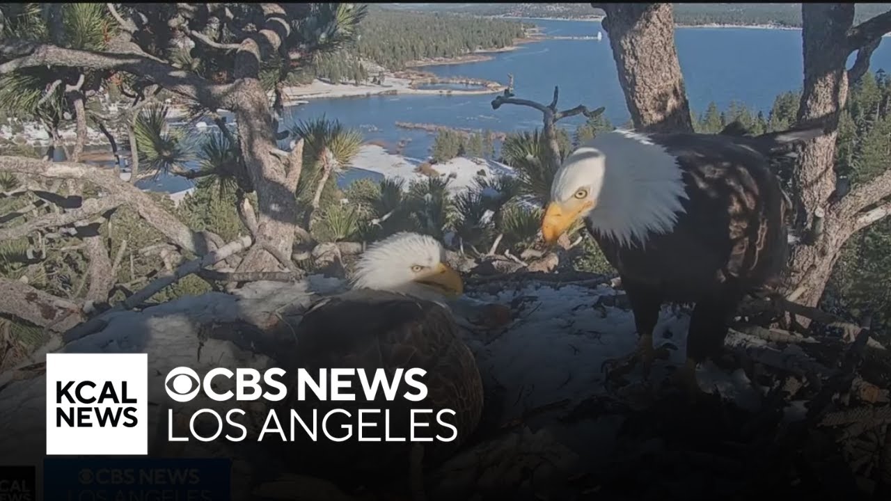 Jackie and Shadow welcome their third and final eaglet - YouTube
