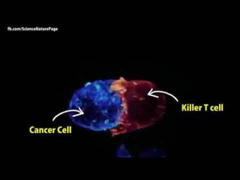 To illustrate how T cells fight Cancer cells , 说明T细胞如何对抗癌细胞。 - YouTube