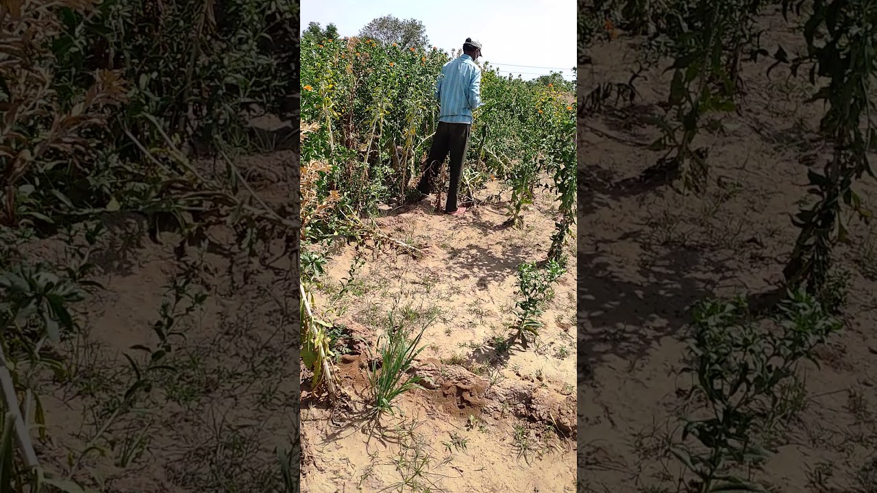 Kesar kheti ki jankari ,beej ke liye samprak kare 9782261218 ...