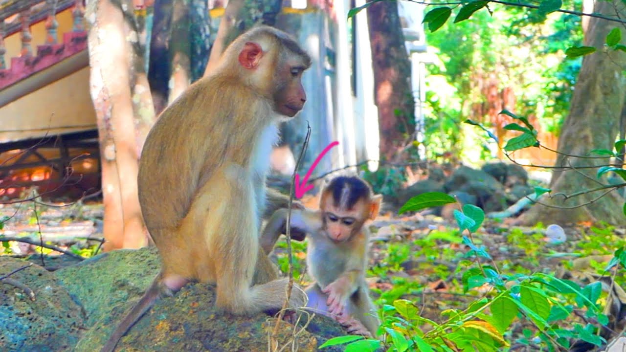 Oh ho...Monkey MOKA wants to plays with baby monkey SABA coz she stays ...