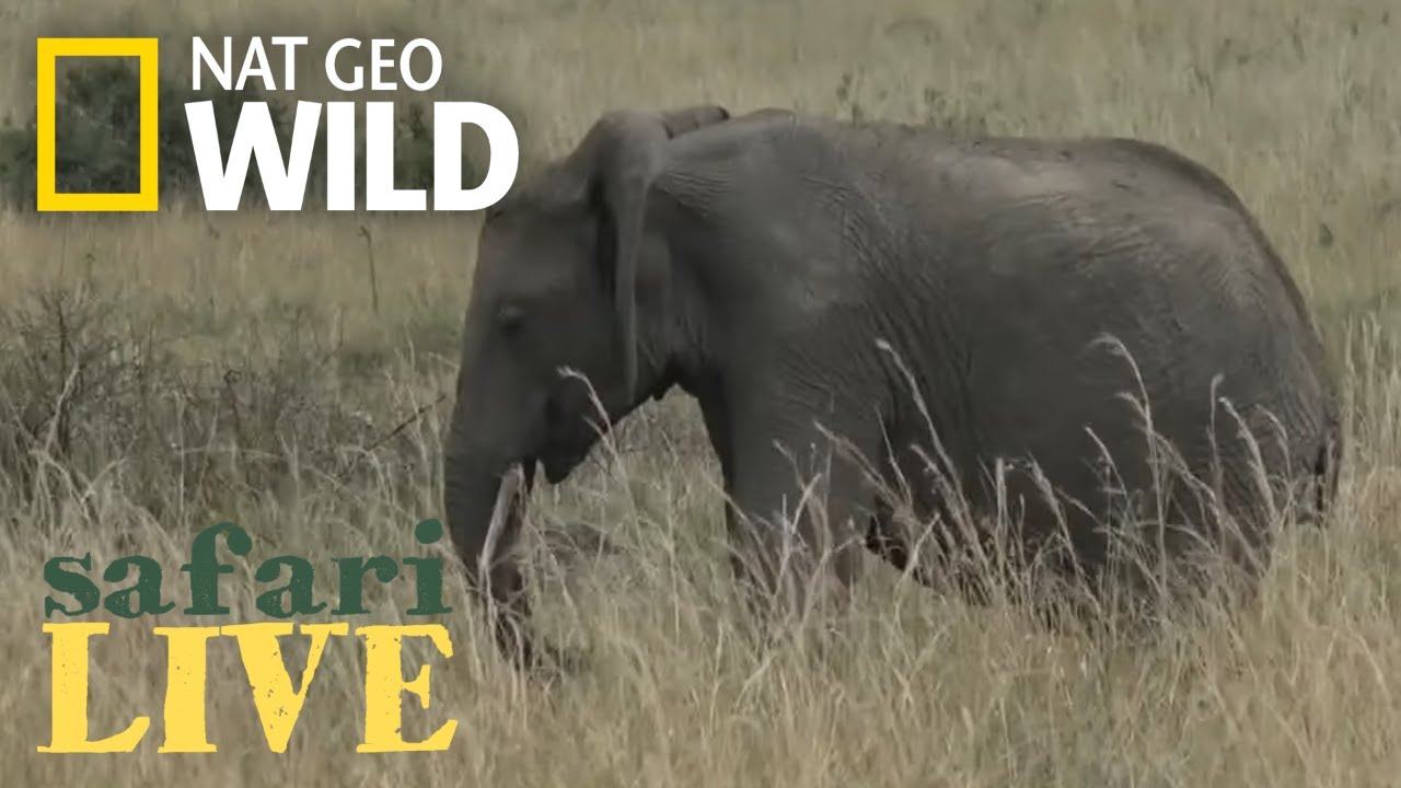 Safari Live - Day 37 | Nat Geo WILD - YouTube