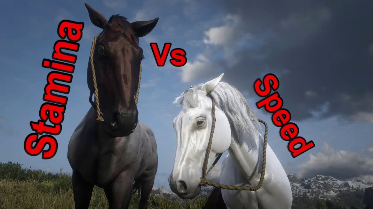 Stamina vs Speed : White Arabian vs Chocolate Roan Dutch Warmblood ...