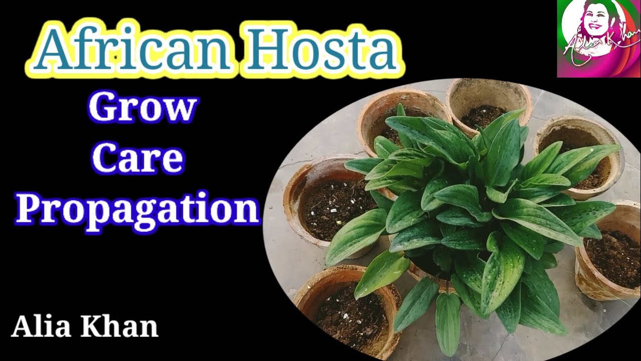 47_ How to Grow and Care Drimiopsis maculata/Little white soldier plant ...