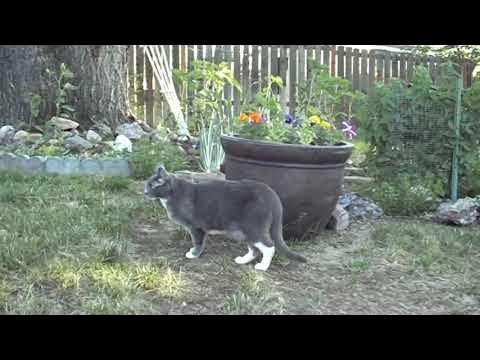 Smokey Guarding the Catnip - YouTube