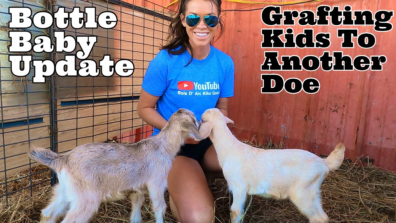 Raising Bottle Baby Goats | Goat Video - YouTube