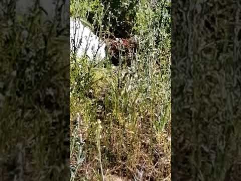 Ankara incekte yılan görüntüleri