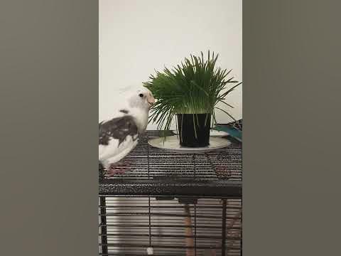 ням ням - YouTube