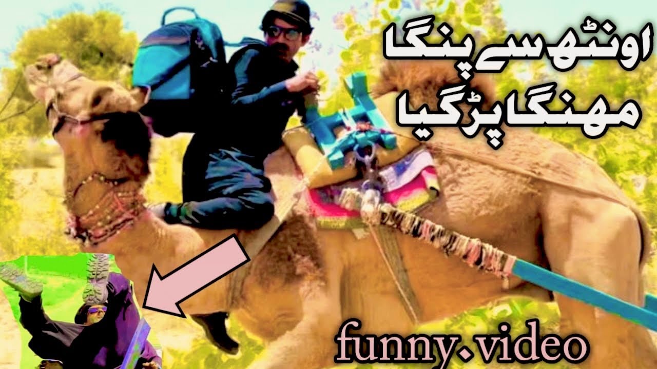 Camel se panga | mr khiladi 520marwadi comedy - YouTube