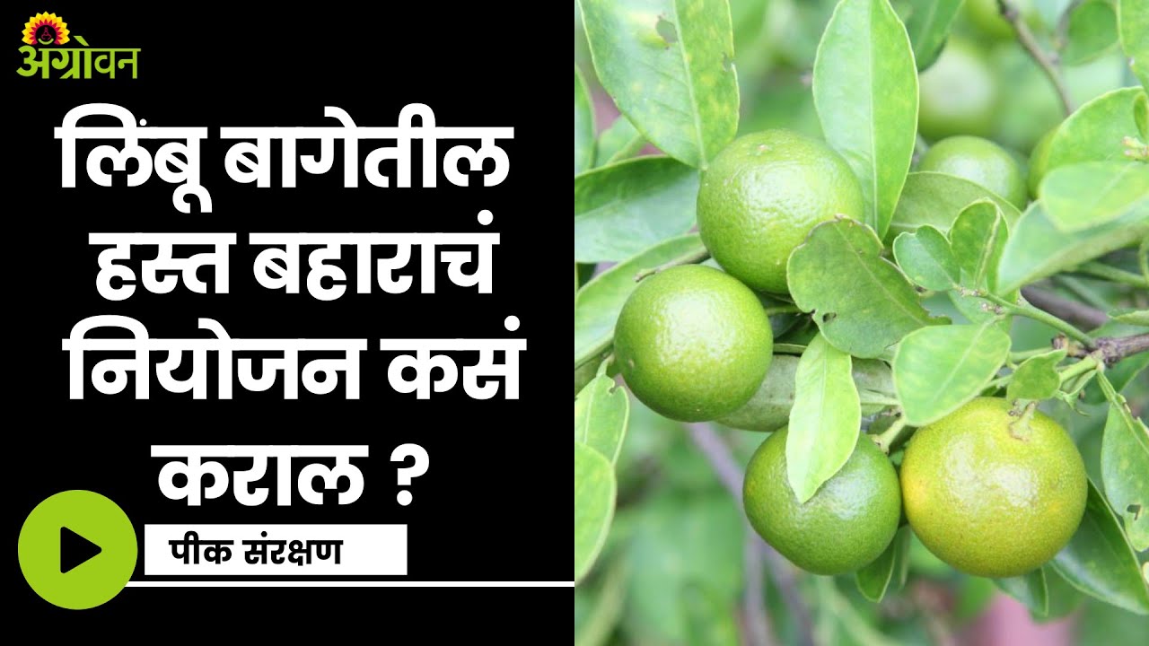 Limbu : लिंबू बागेतील हस्त बहारात काय काळजी घ्यावी ? | ॲग्रोवन - YouTube