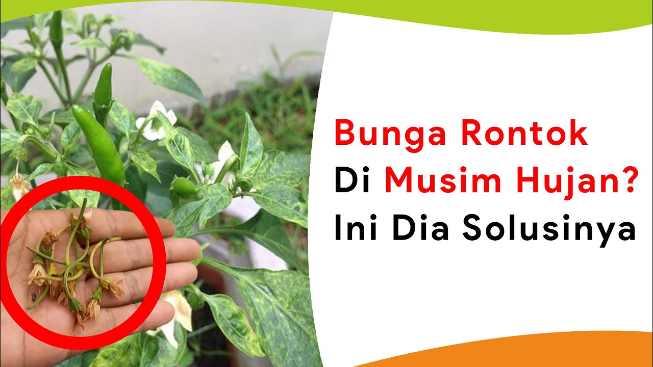 Antisipasi Bunga Cabe Rontok dan Busuk Batang Musim Hujan - YouTube