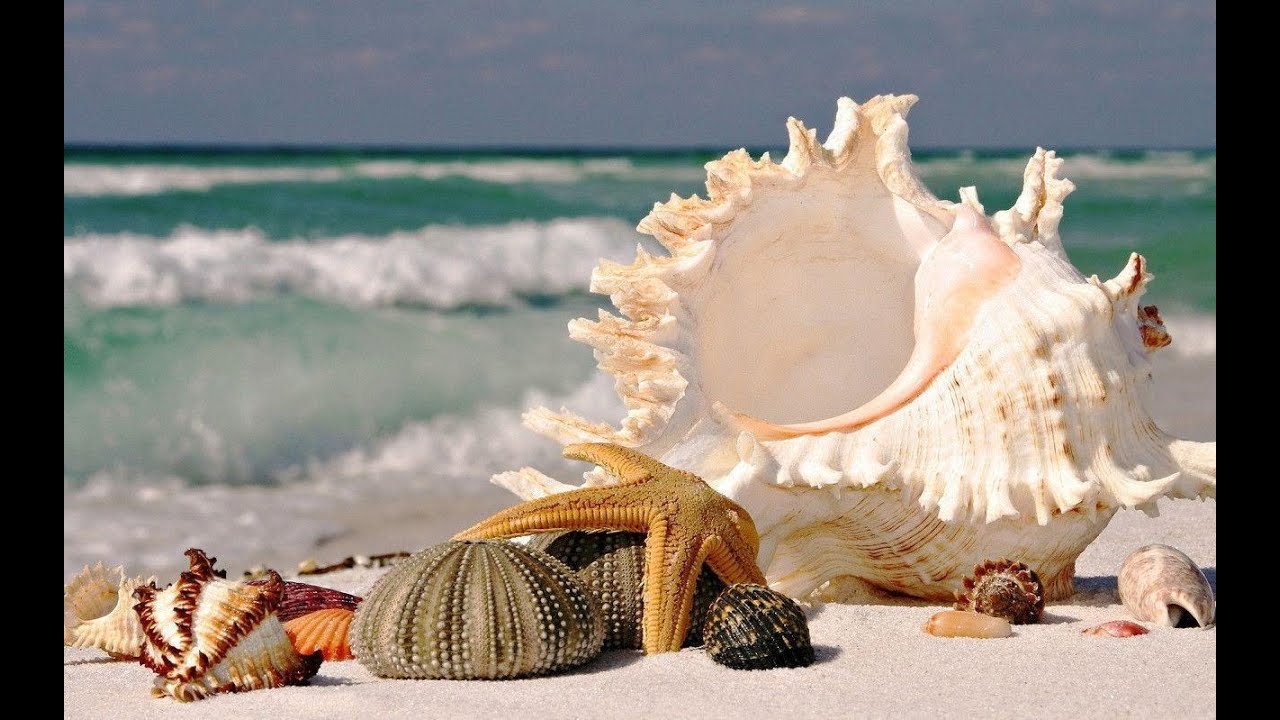 HOW I CLEAN MY SEA SHELLS #katerinakostaki #academyofinnerlight # ...