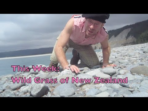 Wild Grass of New Zealand - This week on The French Naturalist