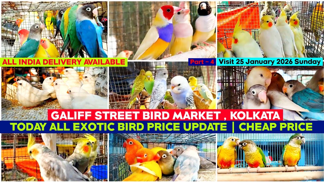 Kolkata Bird Market | Exotic Bird Price Update | Galiff Street Pet ...