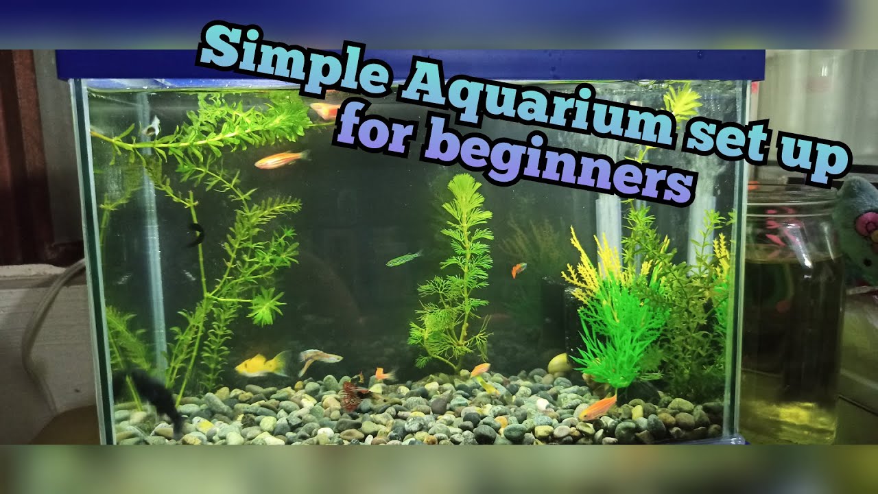 Simple aquarium set up for beginners - YouTube