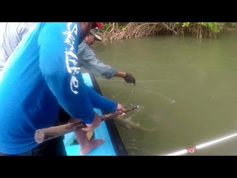 FISHING in a NEW BOAT - MULTI-SPECIES - SNAPPER, CATFISH - Trinidad ...