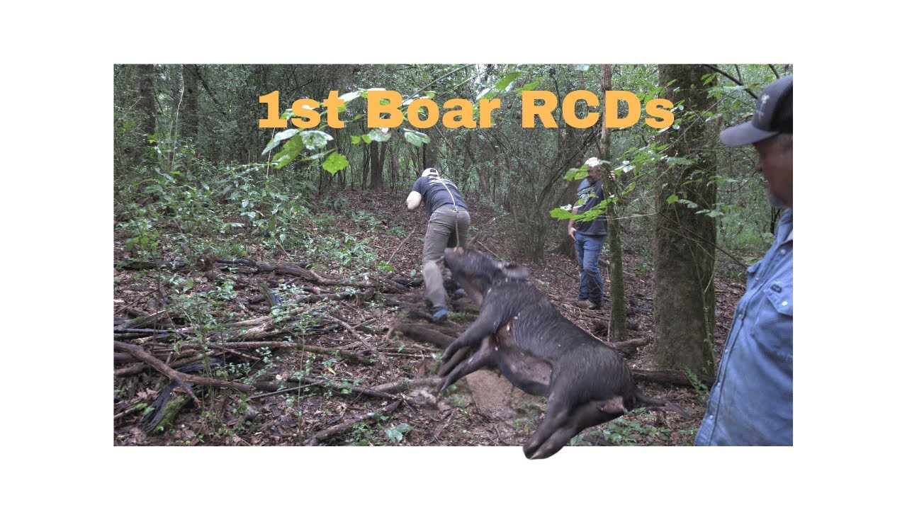 1st Boar with Running Catch Dogs Cahaba River Hog Hunting - YouTube