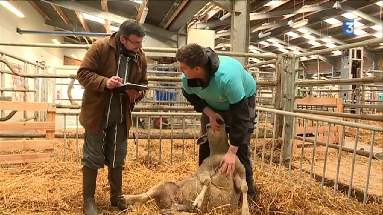 Genech : des "Ovinpiades" pour promouvoir le métier d'éleveur d'ovins ...