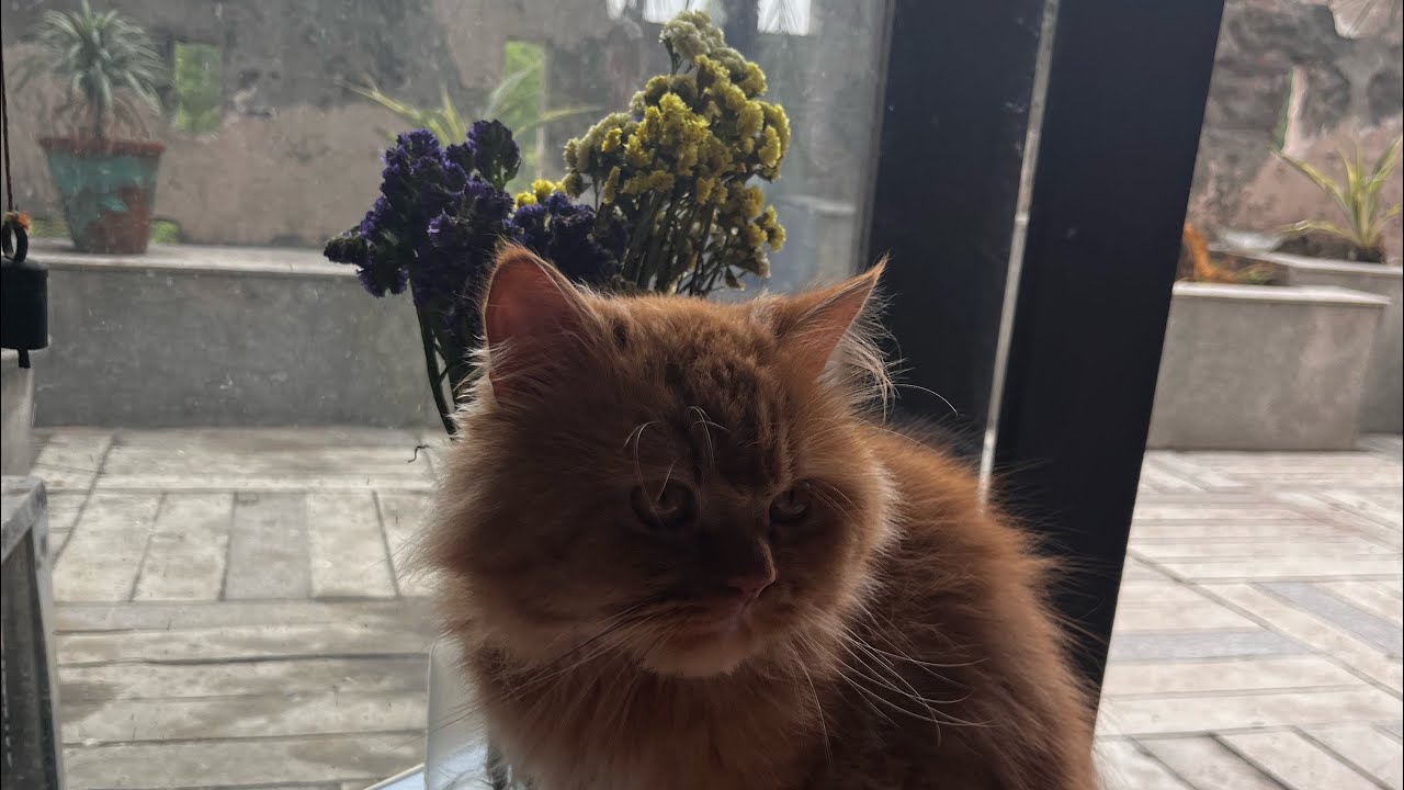 Laila ko lagi bhook 😎😎|| cat and dog living together || coco laila ki ...