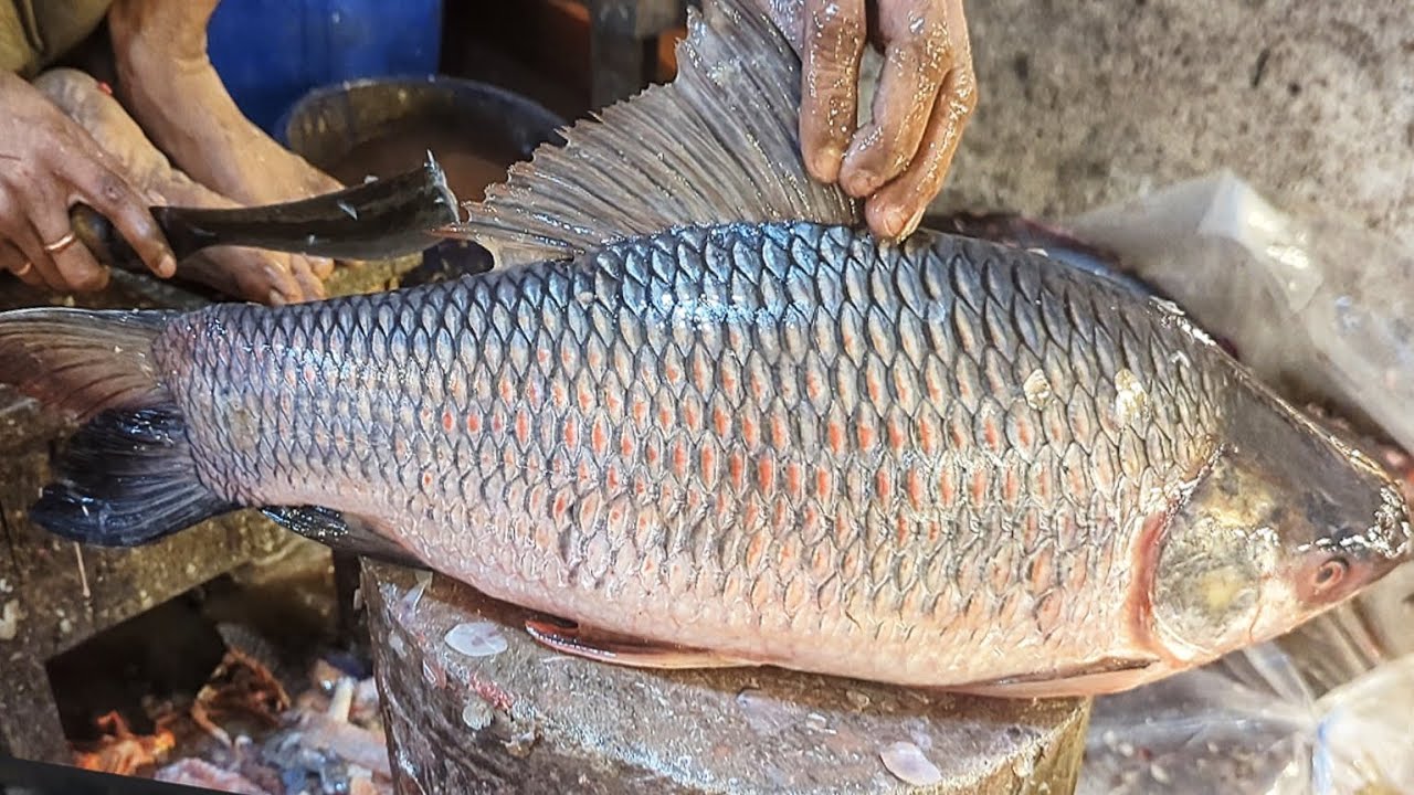 Amazing Cutting Skills || Giant Rohu Fish Cutting By Expert Fish Cutter ...