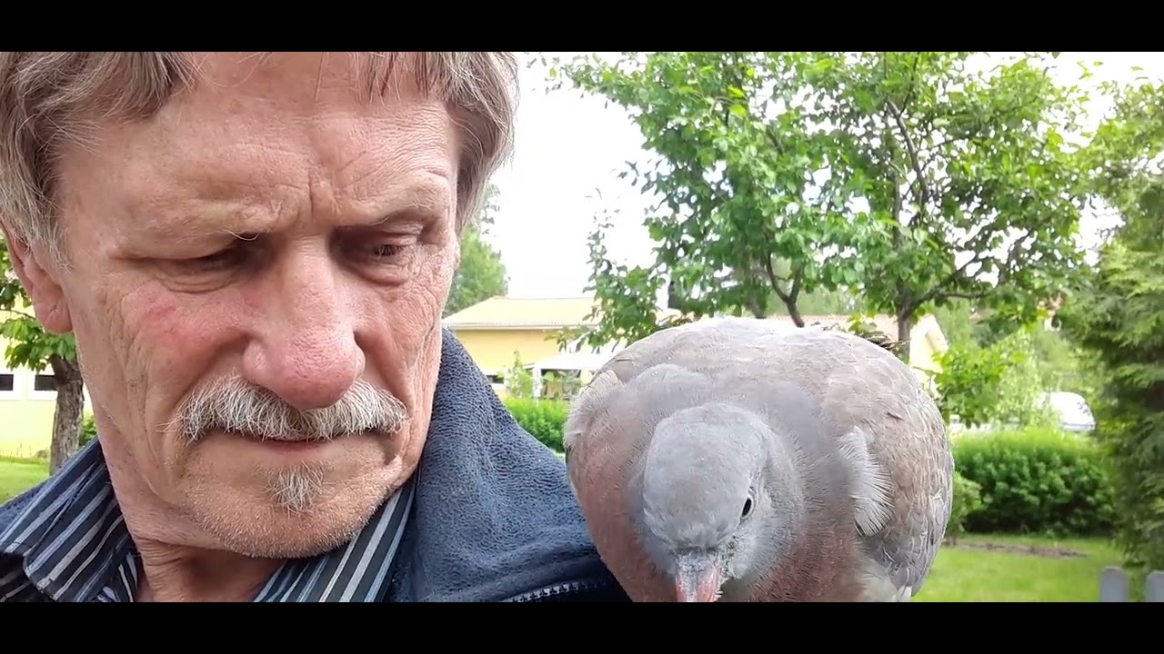 Dziki ,lesny golab Grzywacz - YouTube