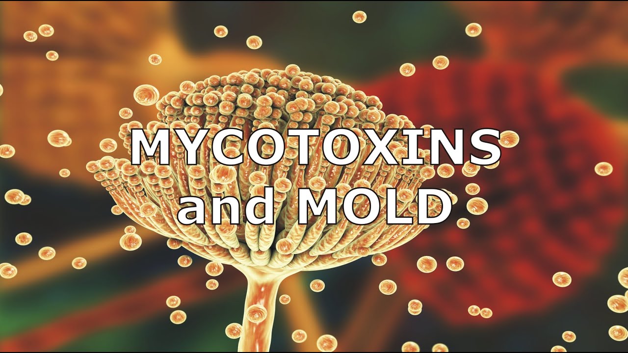 Mycotoxins and Mold - YouTube