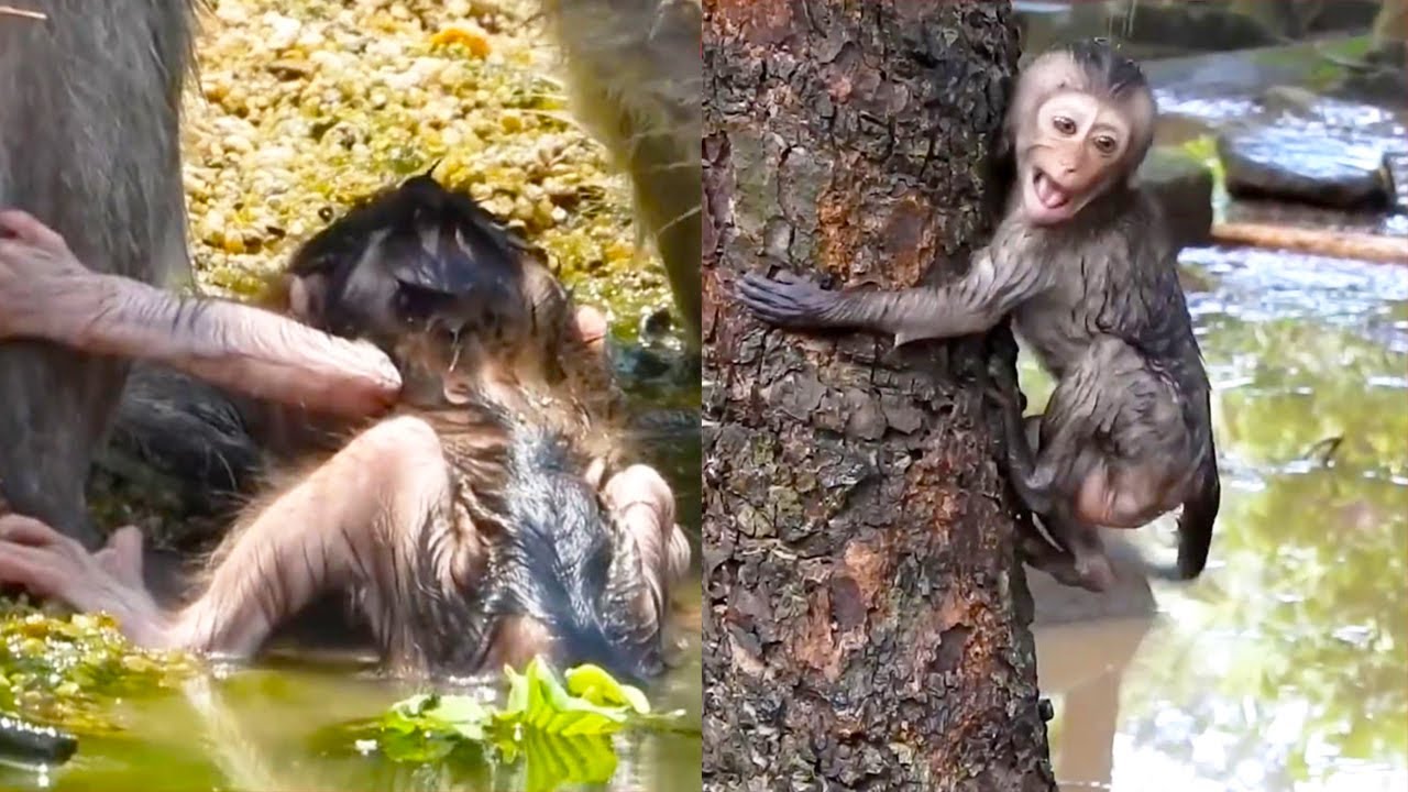 Careless mother monkey made the baby monkey fall into the water, the ...