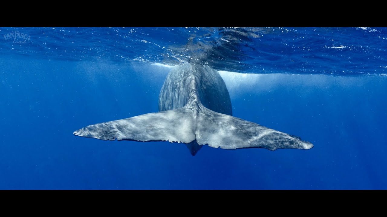 The best of Fantasea 2015 by artists from around the world - YouTube