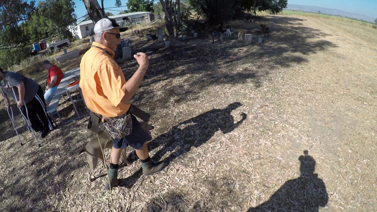Training Day at Blue Ridge Kennels - YouTube