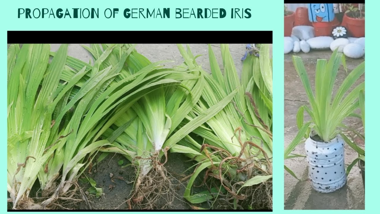 How to propagate German Bearded Iris - YouTube