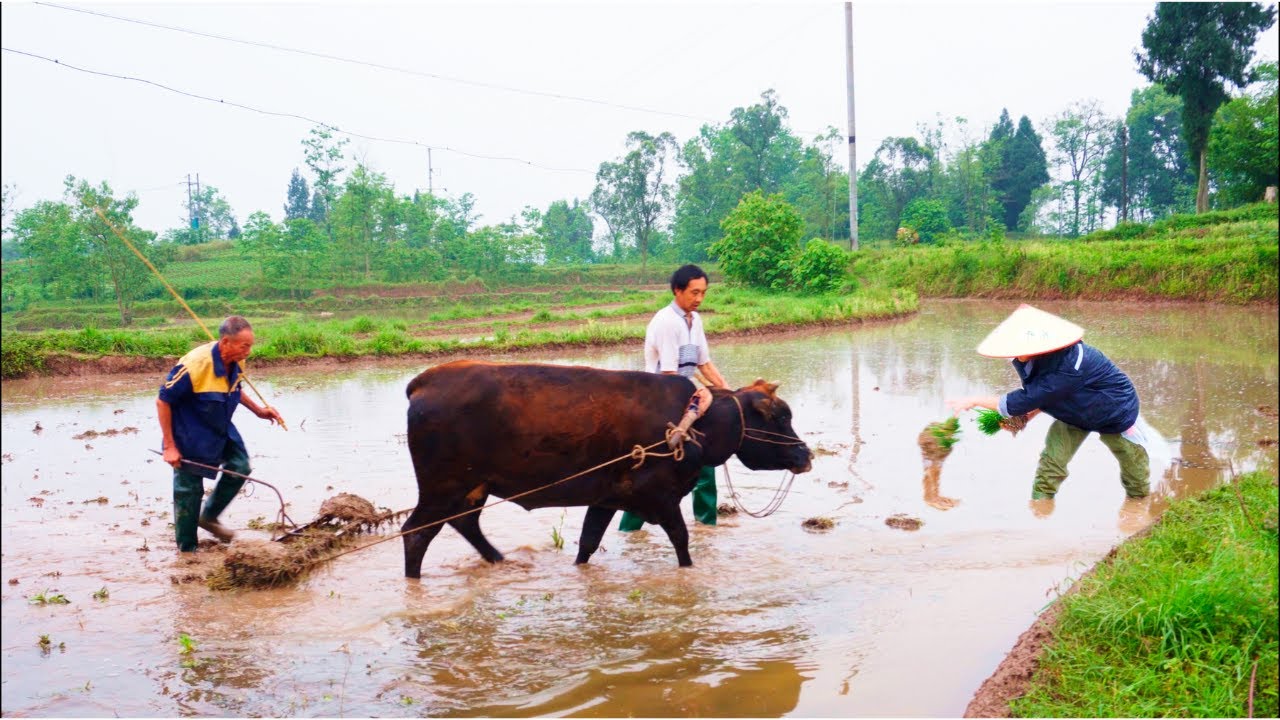 Ancient Method of Growing Rice | Traditional Village Life - YouTube