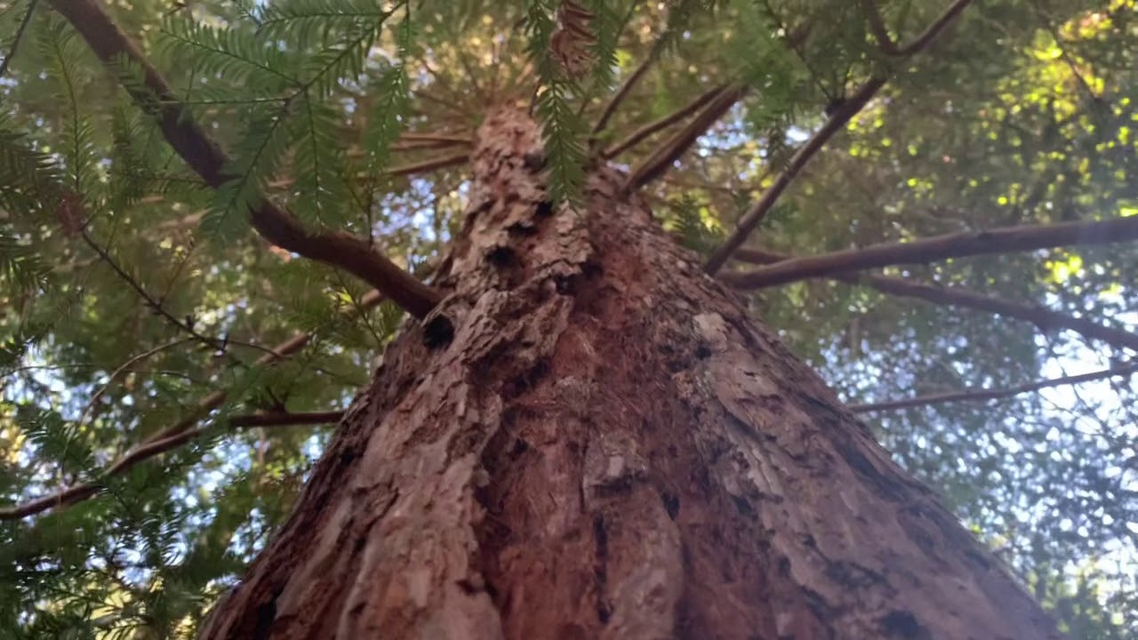 Vocalise by Rachmaninoff, Edwin Huizinga & Melinda Armstead - YouTube