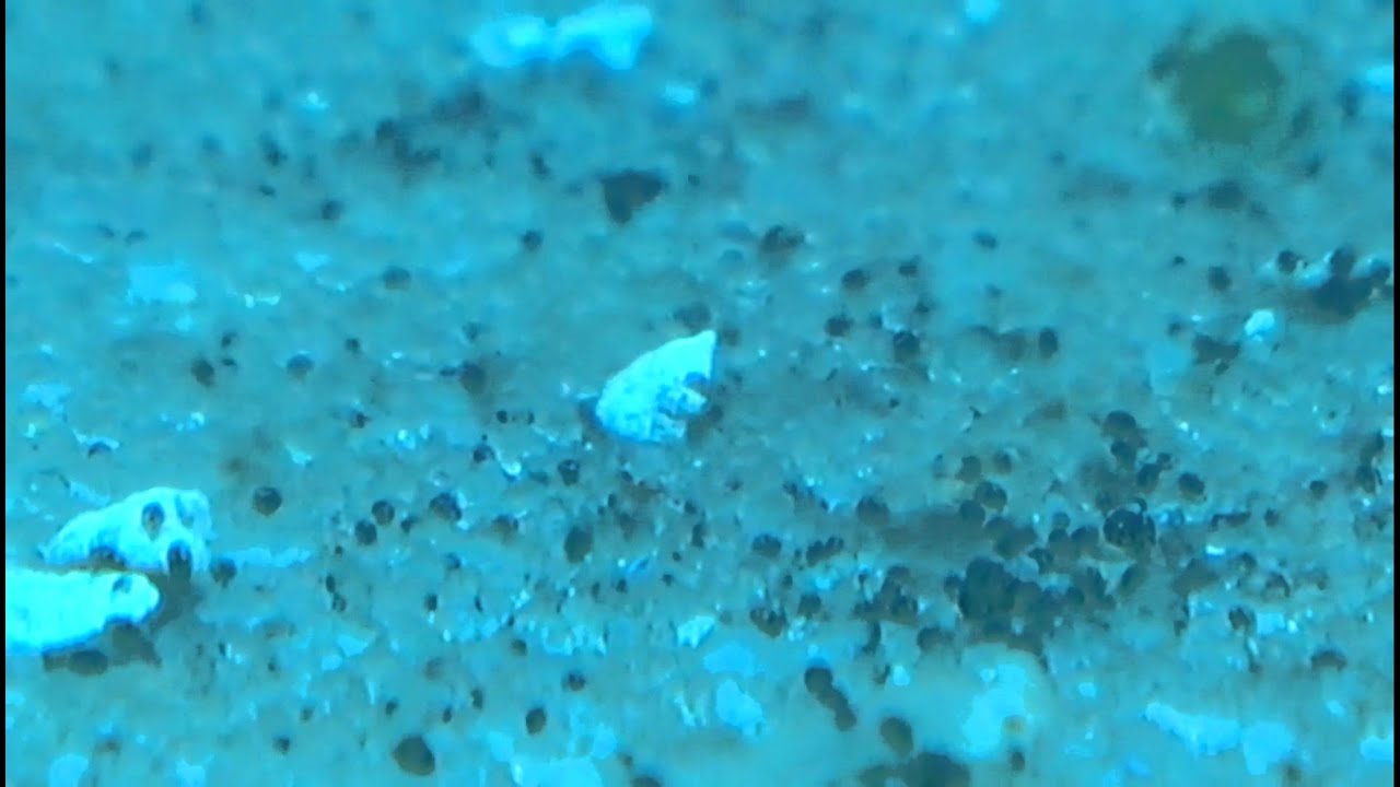 Strange bugs in aquarium - YouTube