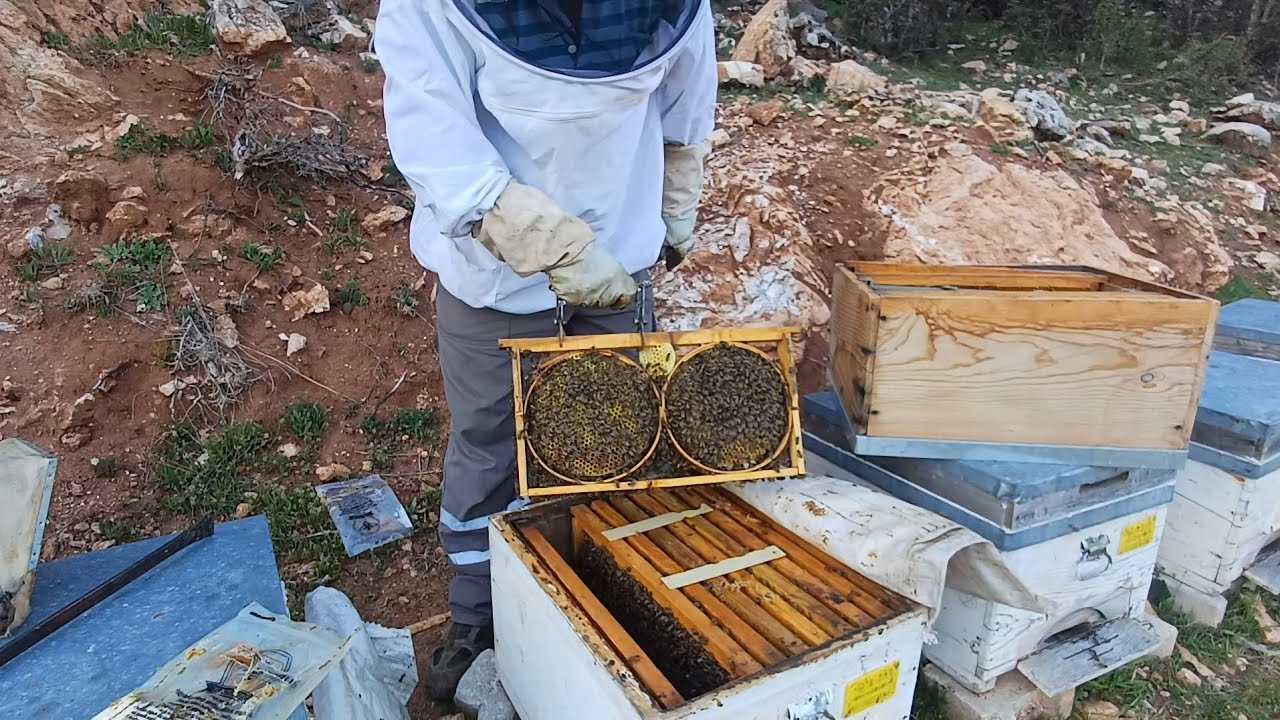 KARA KOVAN BAL ÜRETİMİ#ARIYA KAT ATMA#ARI BAKIMI#beekeeping#bee# ...