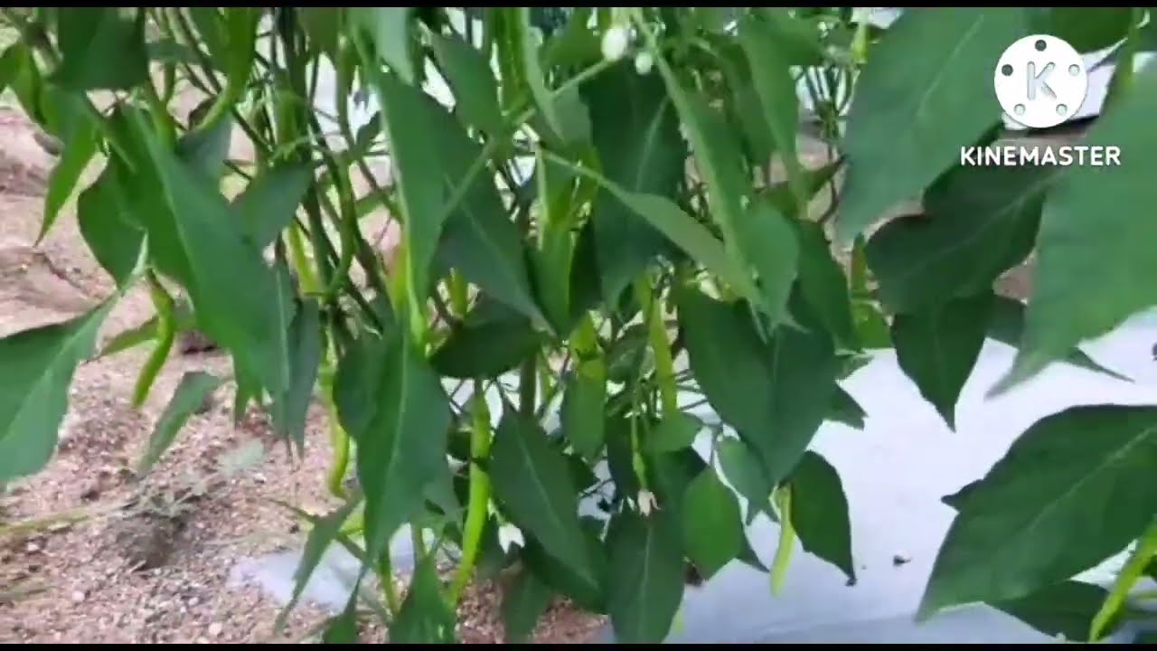 PACHI MIRCHI THOTA💚 - YouTube